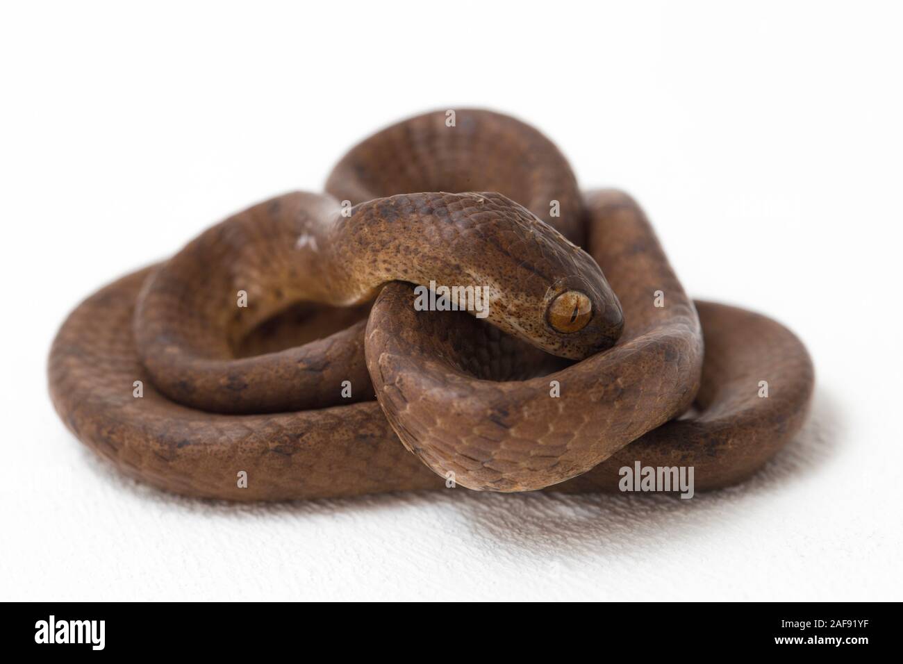 The keeled slug-eating snake, Pareas carinatus, is a species of snake ...