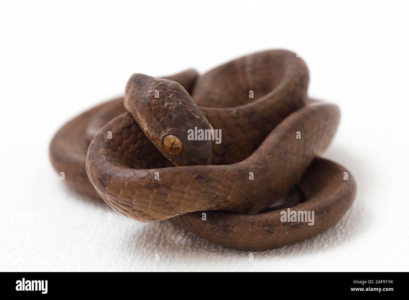 The keeled slug-eating snake, Pareas carinatus, is a species of snake ...