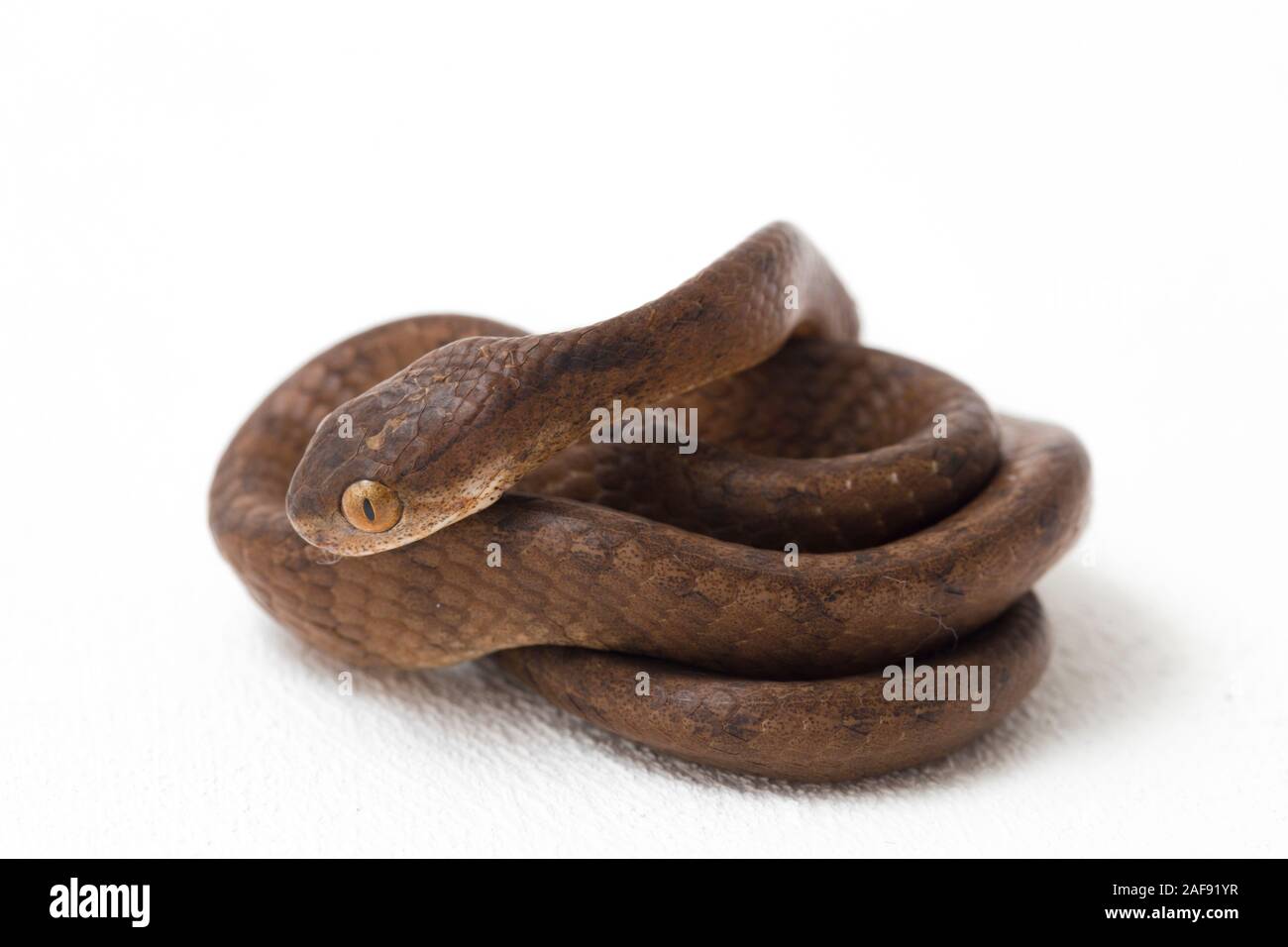 The keeled slug-eating snake, Pareas carinatus, is a species of snake ...