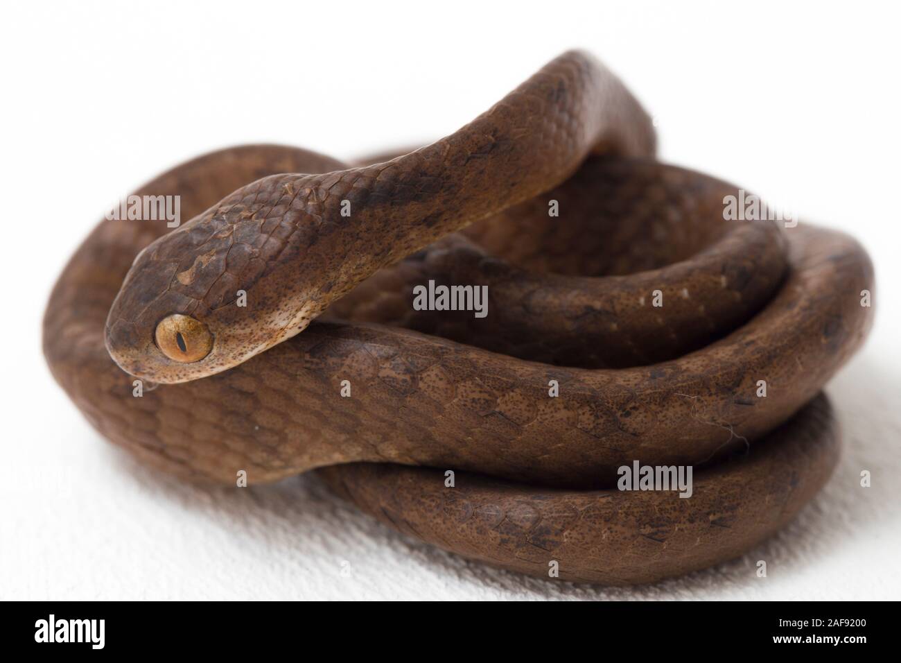 The keeled slug-eating snake, Pareas carinatus, is a species of snake ...