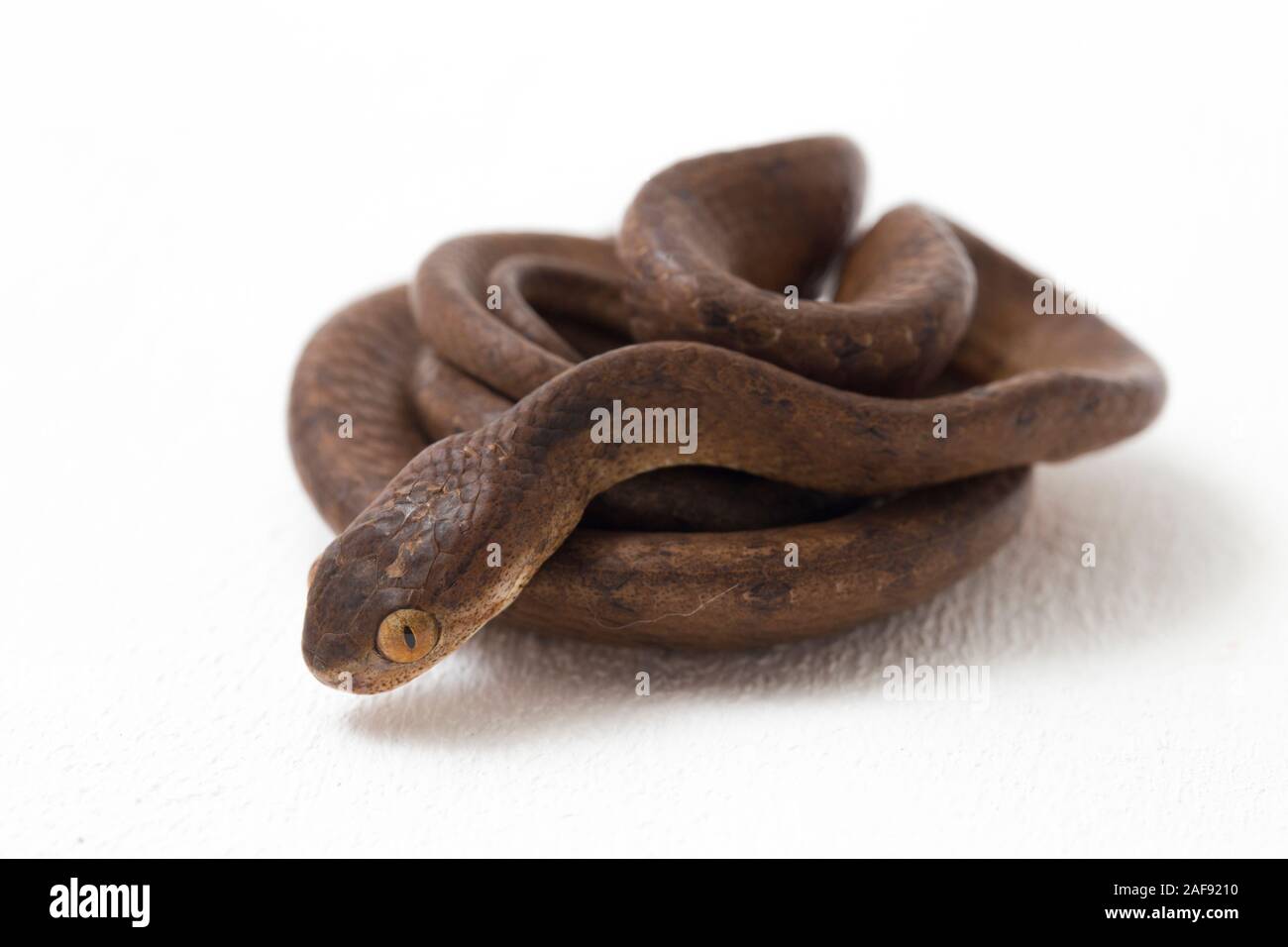 The keeled slug-eating snake, Pareas carinatus, is a species of snake ...