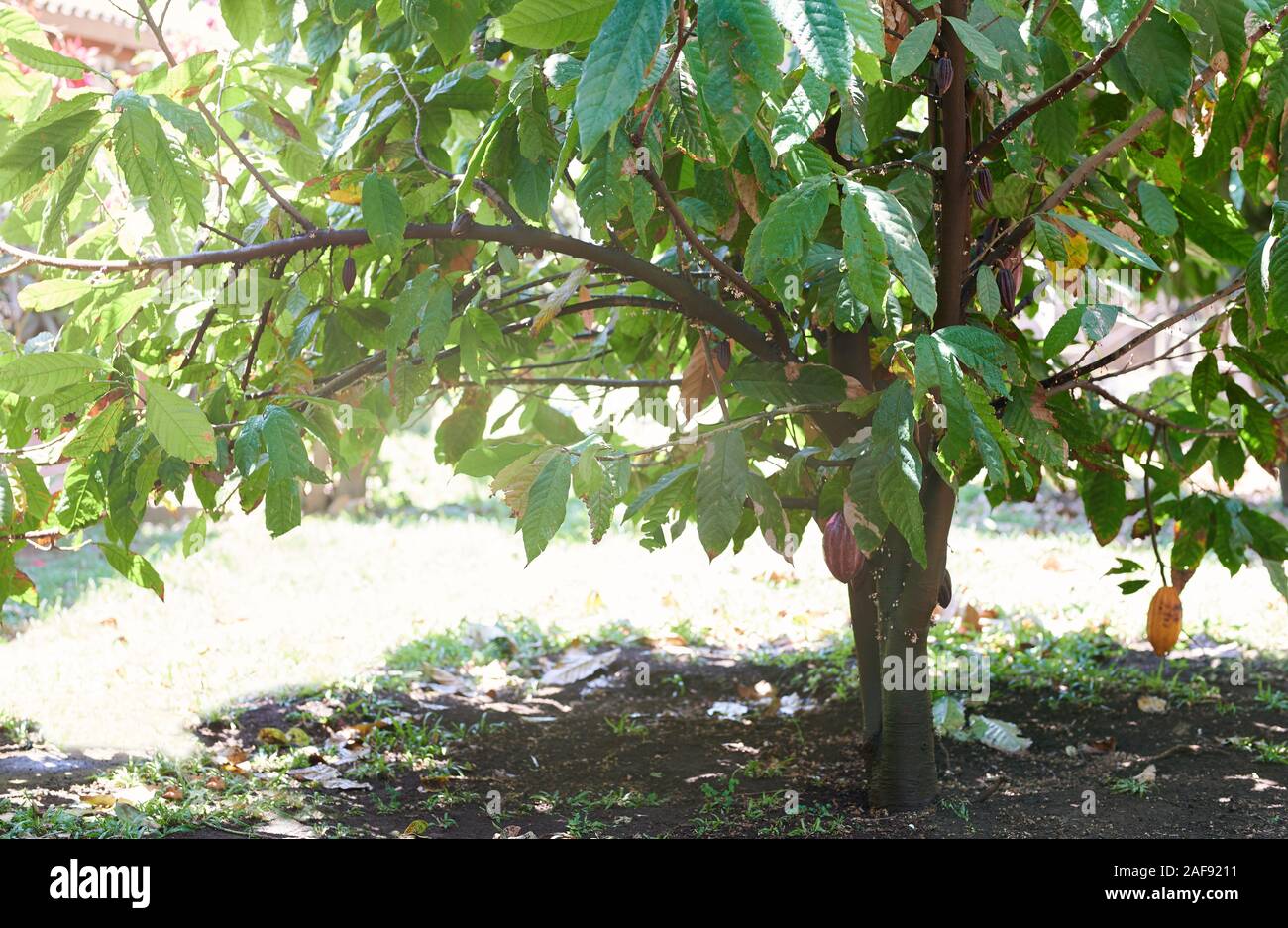 Cacao trees in rainforest hi-res stock photography and images - Alamy