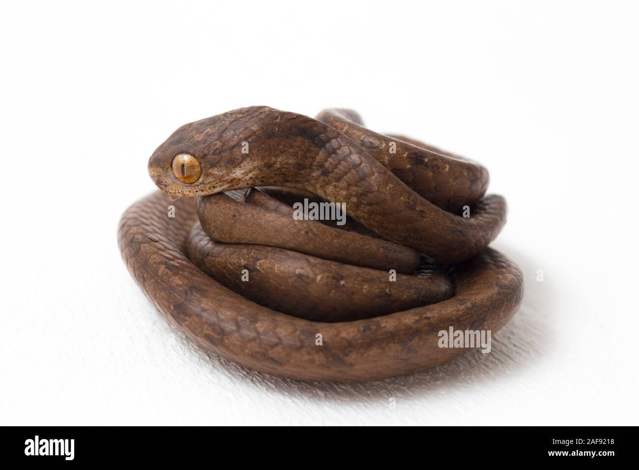 The keeled slug-eating snake, Pareas carinatus, is a species of snake ...