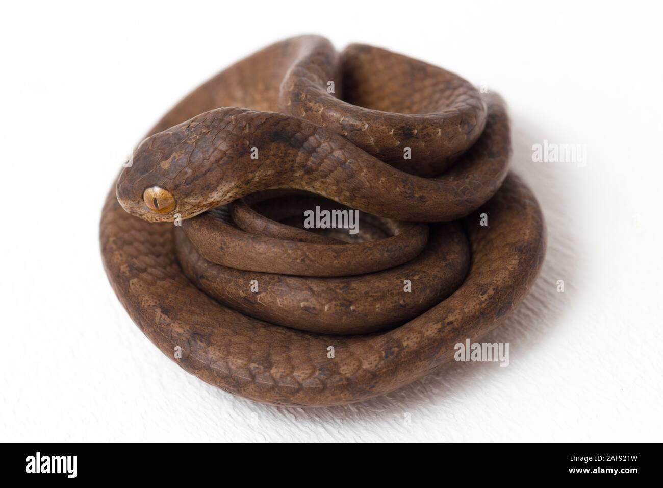 The keeled slug-eating snake, Pareas carinatus, is a species of snake ...