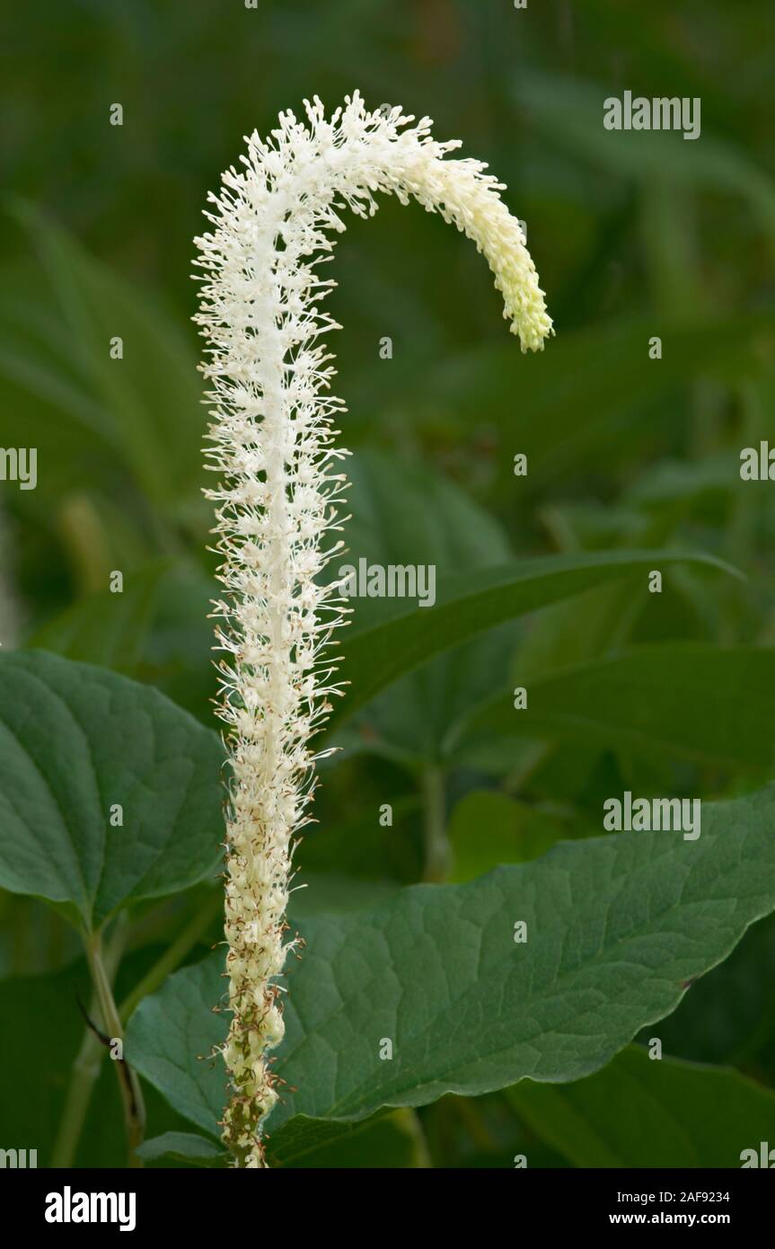The white flower head of the wetland plant called Lizard's tail of ...