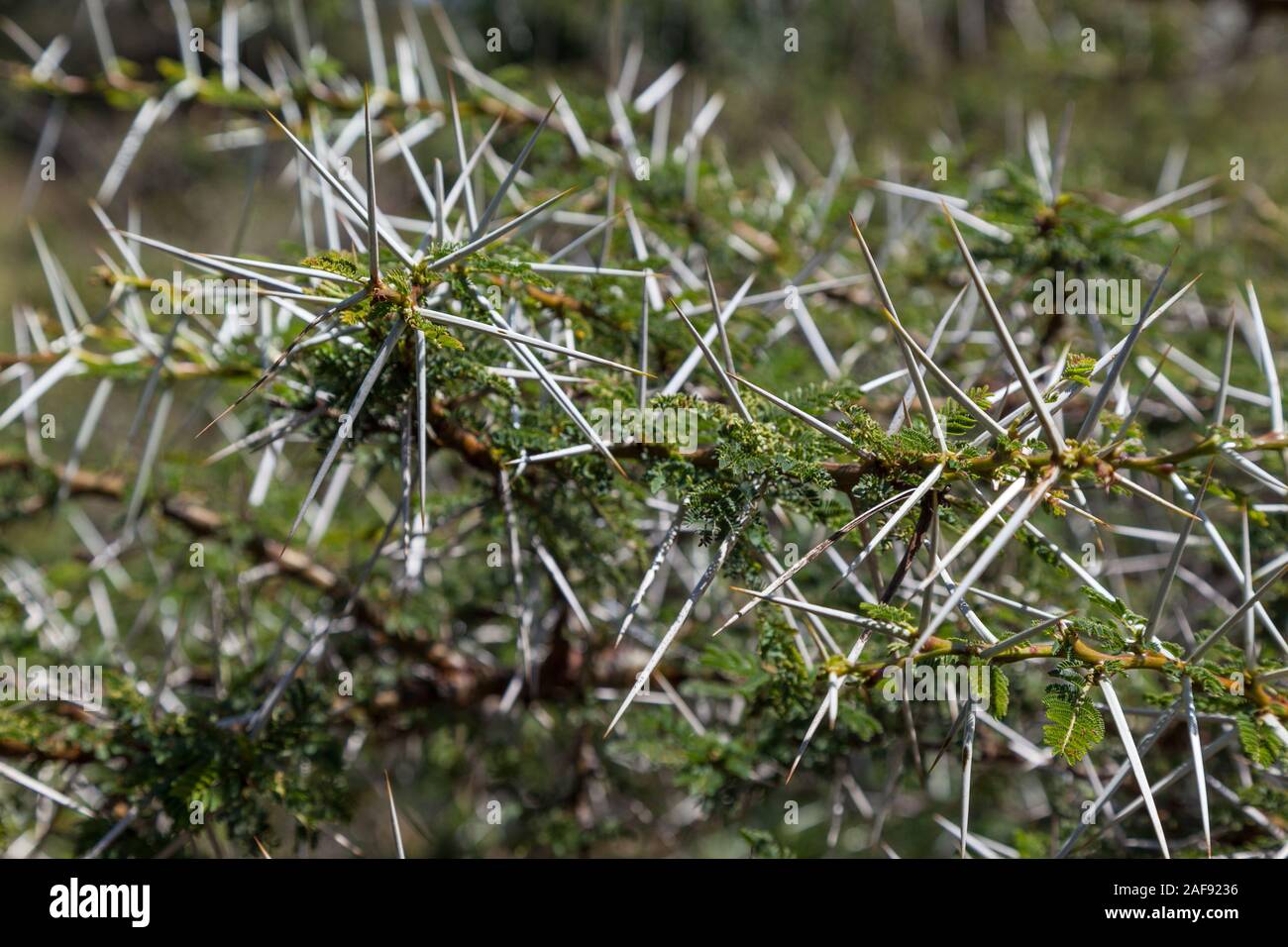 Acacia thorns hi-res stock photography and images - Alamy