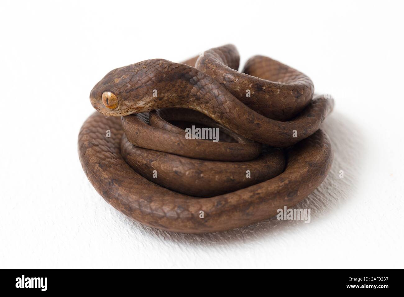 The keeled slug-eating snake, Pareas carinatus, is a species of snake ...