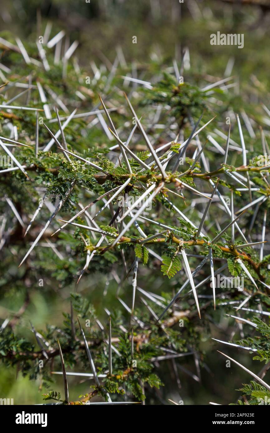 Acacia thorns hi-res stock photography and images - Alamy