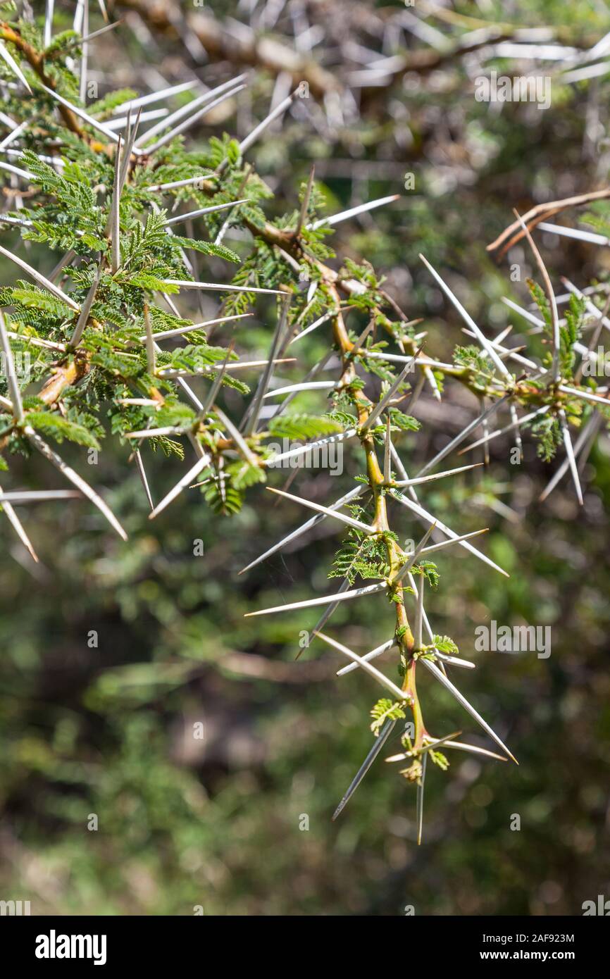 Acacia thorns hi-res stock photography and images - Alamy