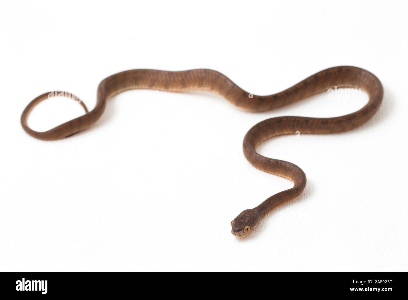 The keeled slug-eating snake, Pareas carinatus, is a species of snake ...