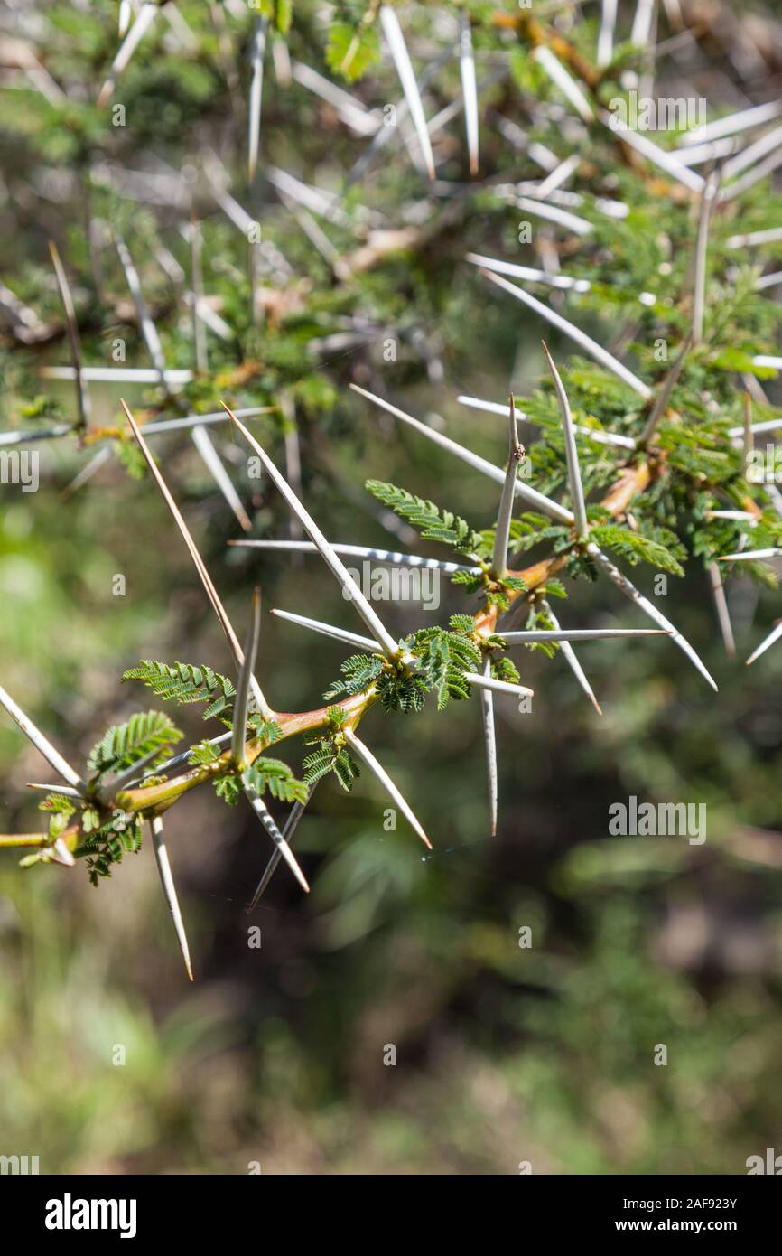 Acacia thorns hi-res stock photography and images - Alamy