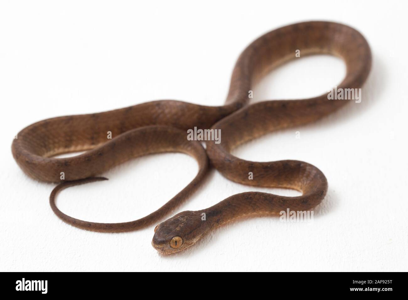 The keeled slug-eating snake, Pareas carinatus, is a species of snake ...