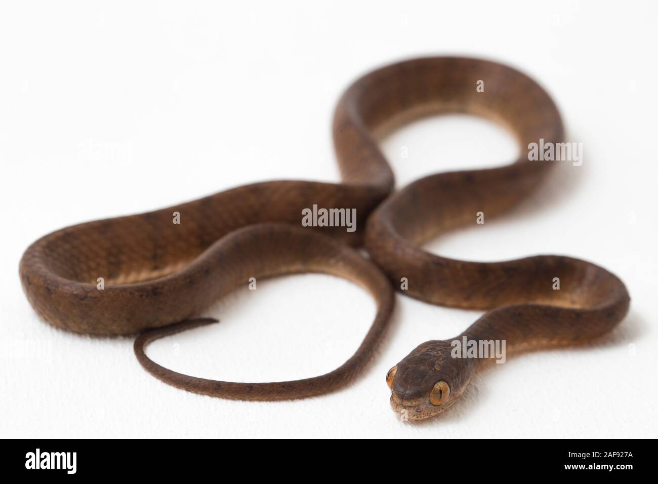 The keeled slug-eating snake, Pareas carinatus, is a species of snake ...