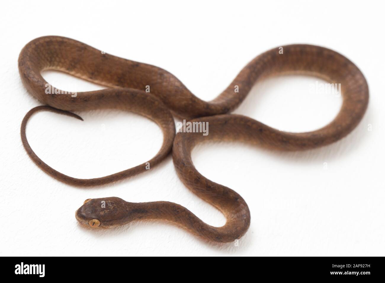 The keeled slug-eating snake, Pareas carinatus, is a species of snake ...