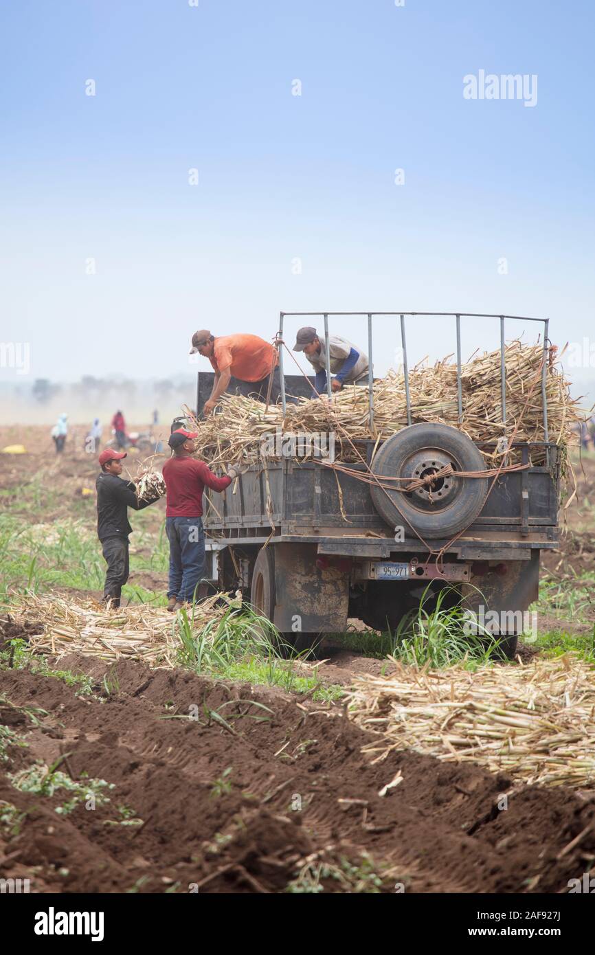 Sugar cane field workers hi-res stock photography and images - Alamy
