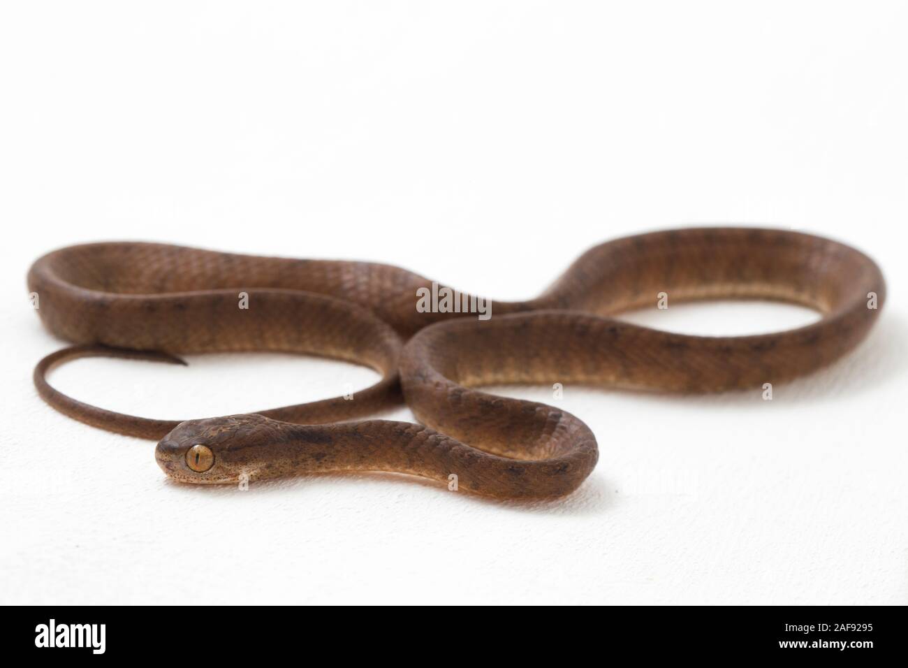 Slug eater snake hi-res stock photography and images - Alamy