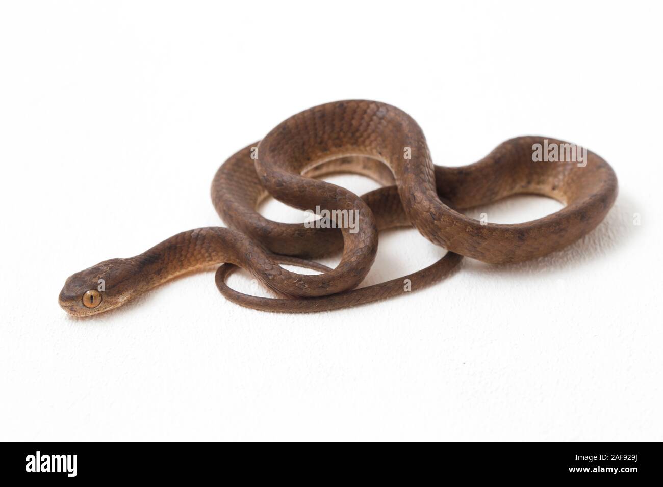 The keeled slug-eating snake, Pareas carinatus, is a species of snake ...
