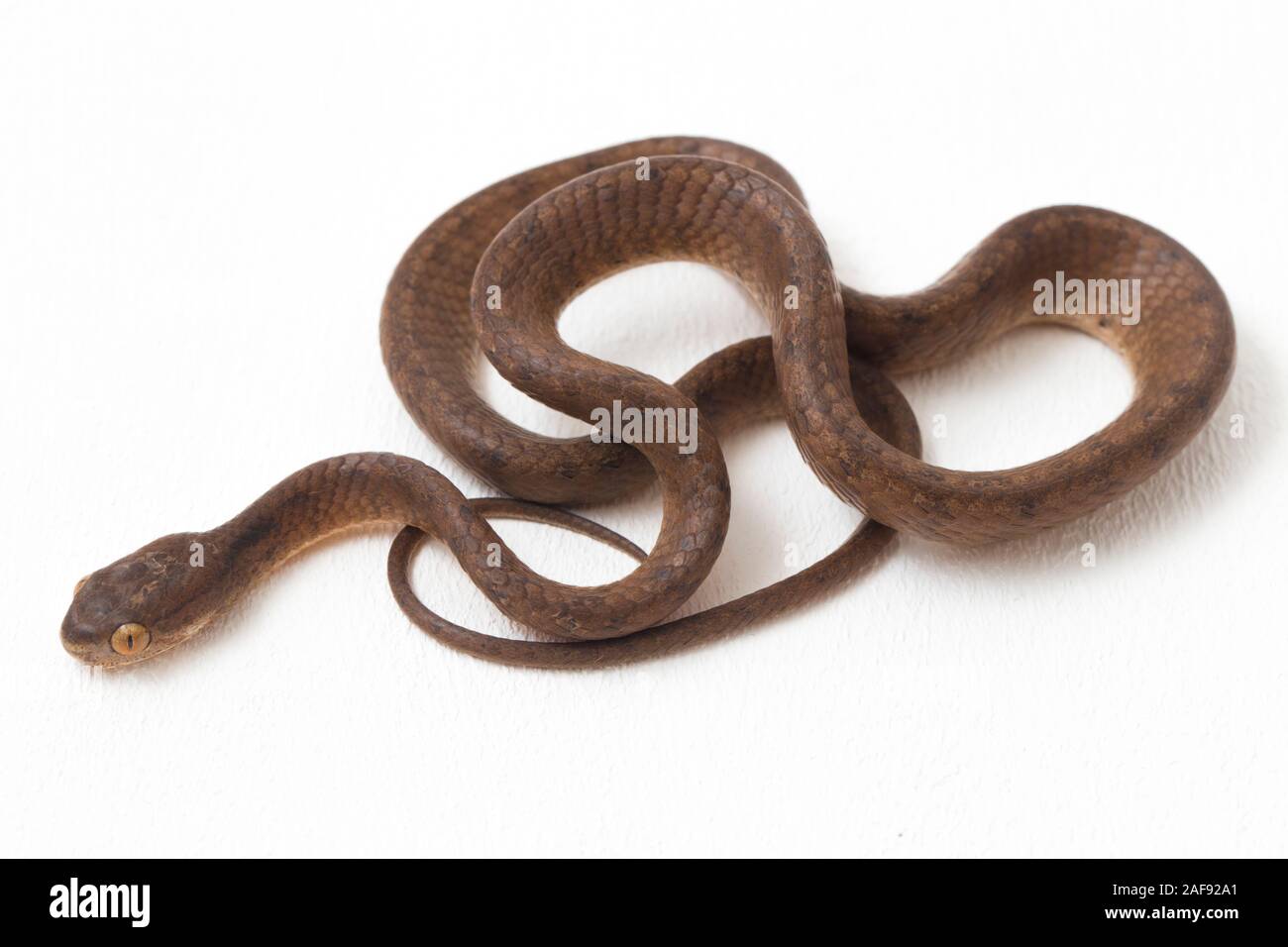 The keeled slug-eating snake, Pareas carinatus, is a species of snake ...