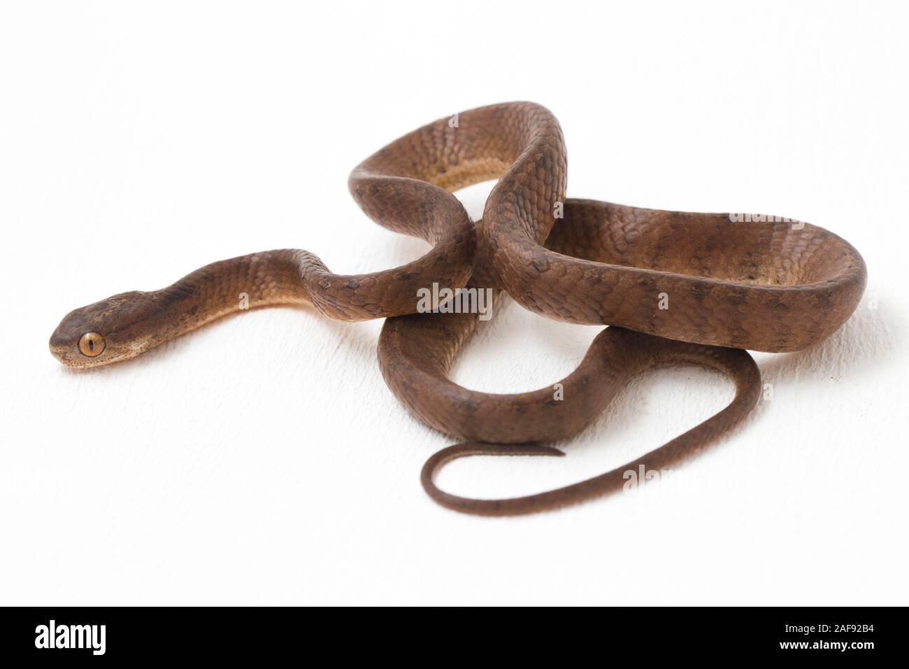 The keeled slug-eating snake, Pareas carinatus, is a species of snake ...