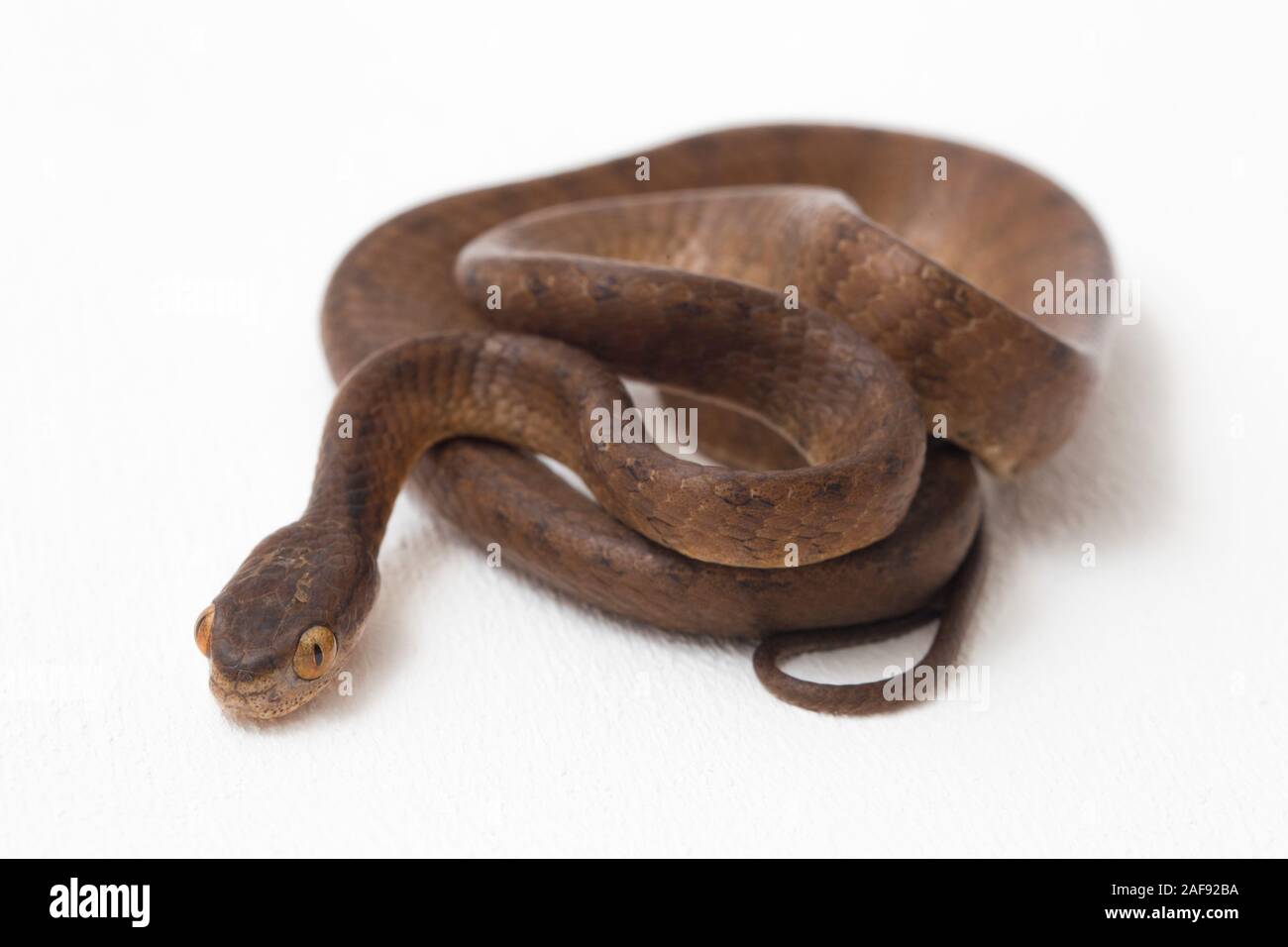 The keeled slug-eating snake, Pareas carinatus, is a species of snake ...