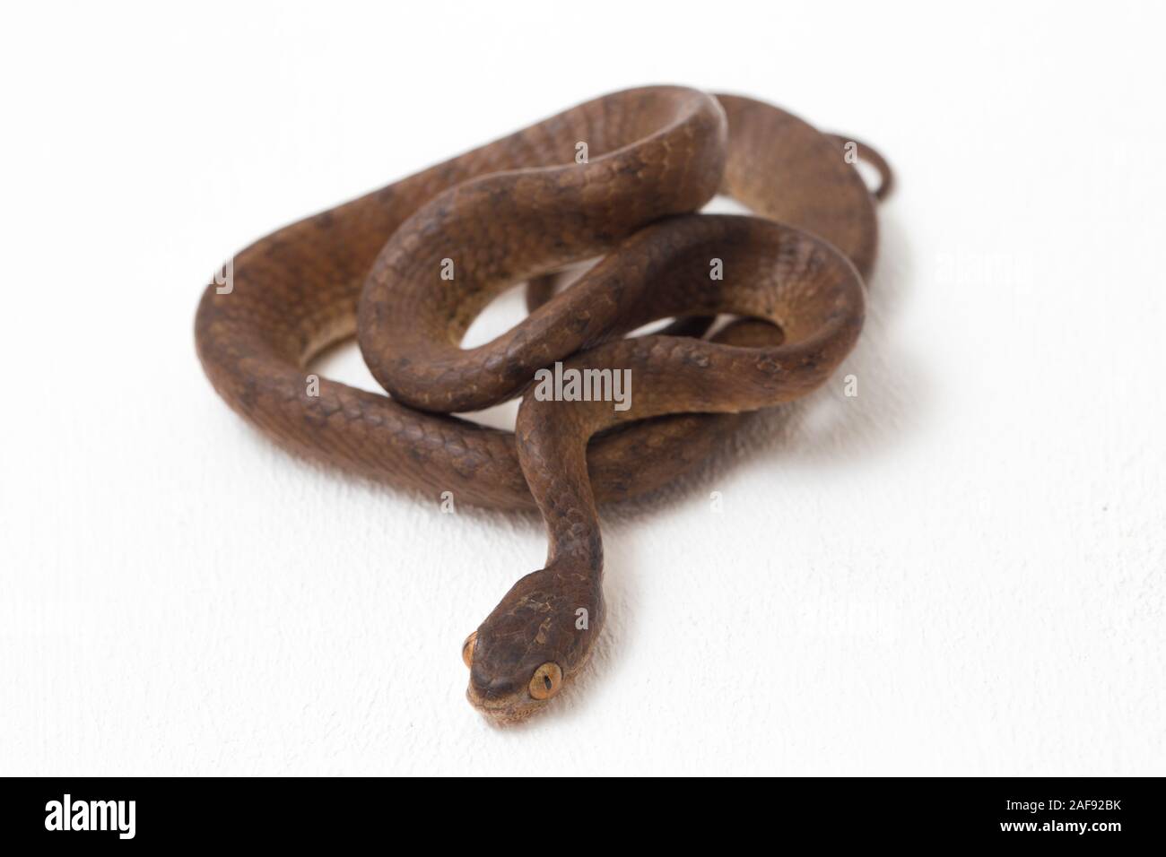 The keeled slug-eating snake, Pareas carinatus, is a species of snake ...