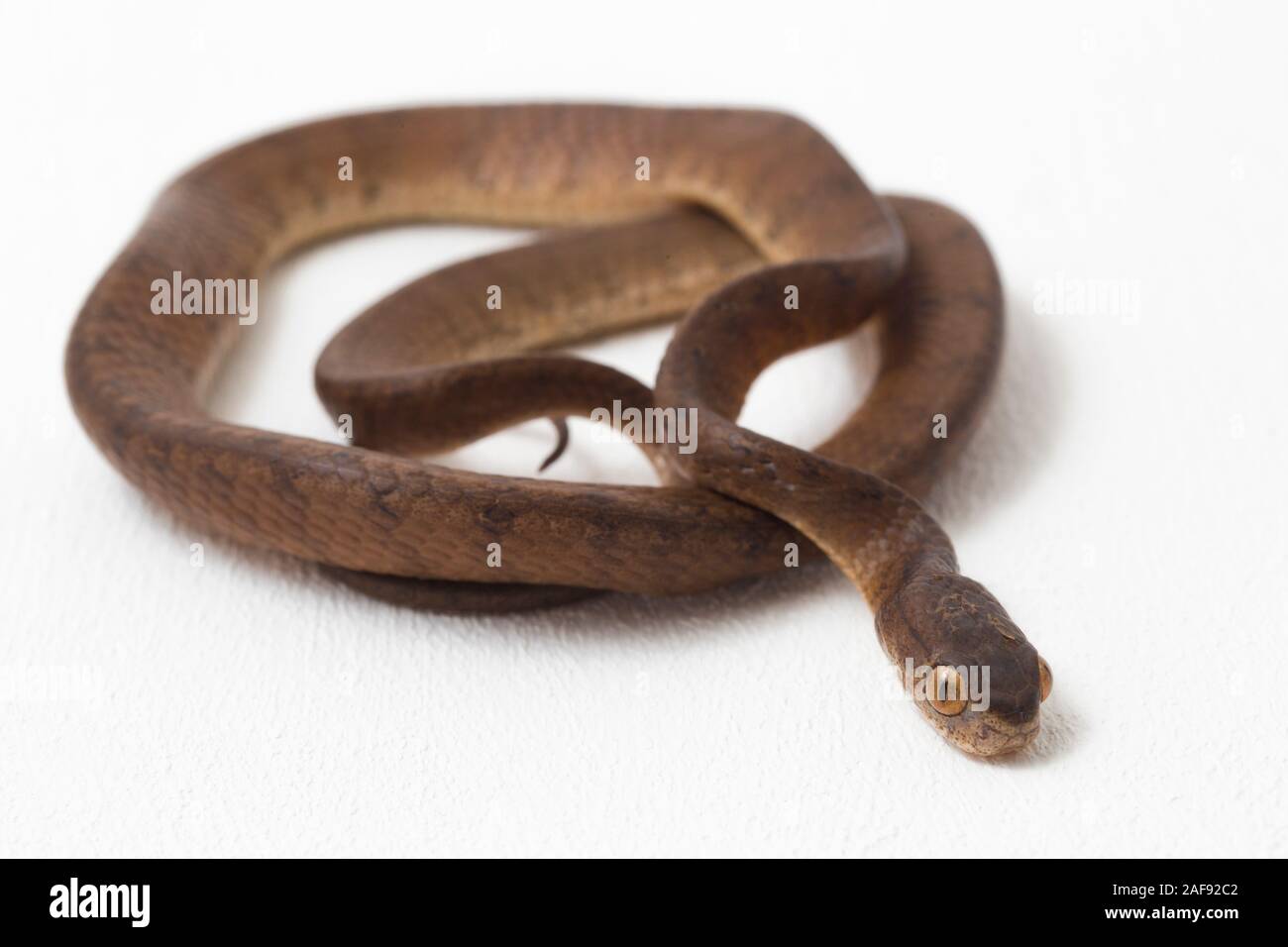 The keeled slug-eating snake, Pareas carinatus, is a species of snake ...