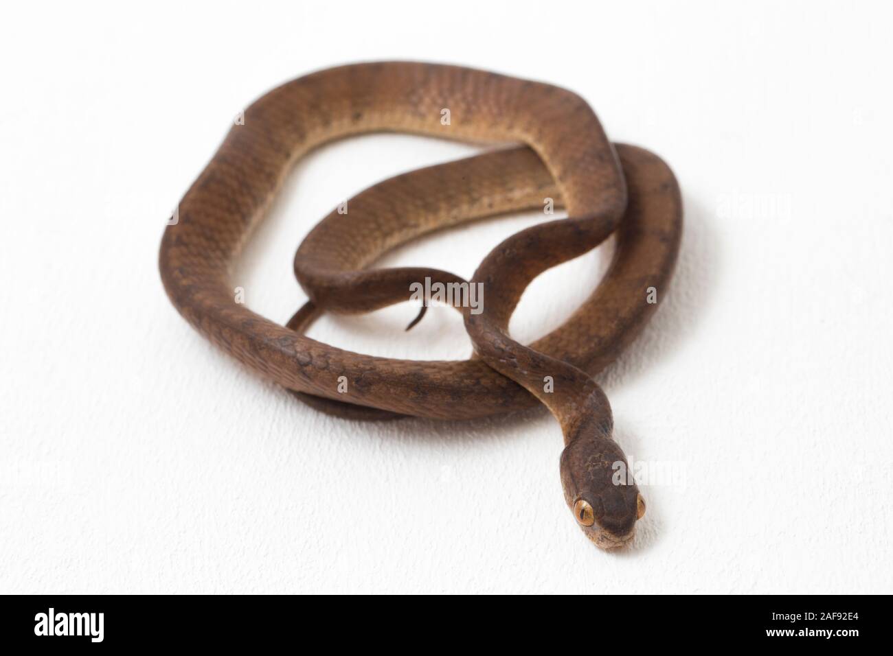 The keeled slug-eating snake, Pareas carinatus, is a species of snake ...