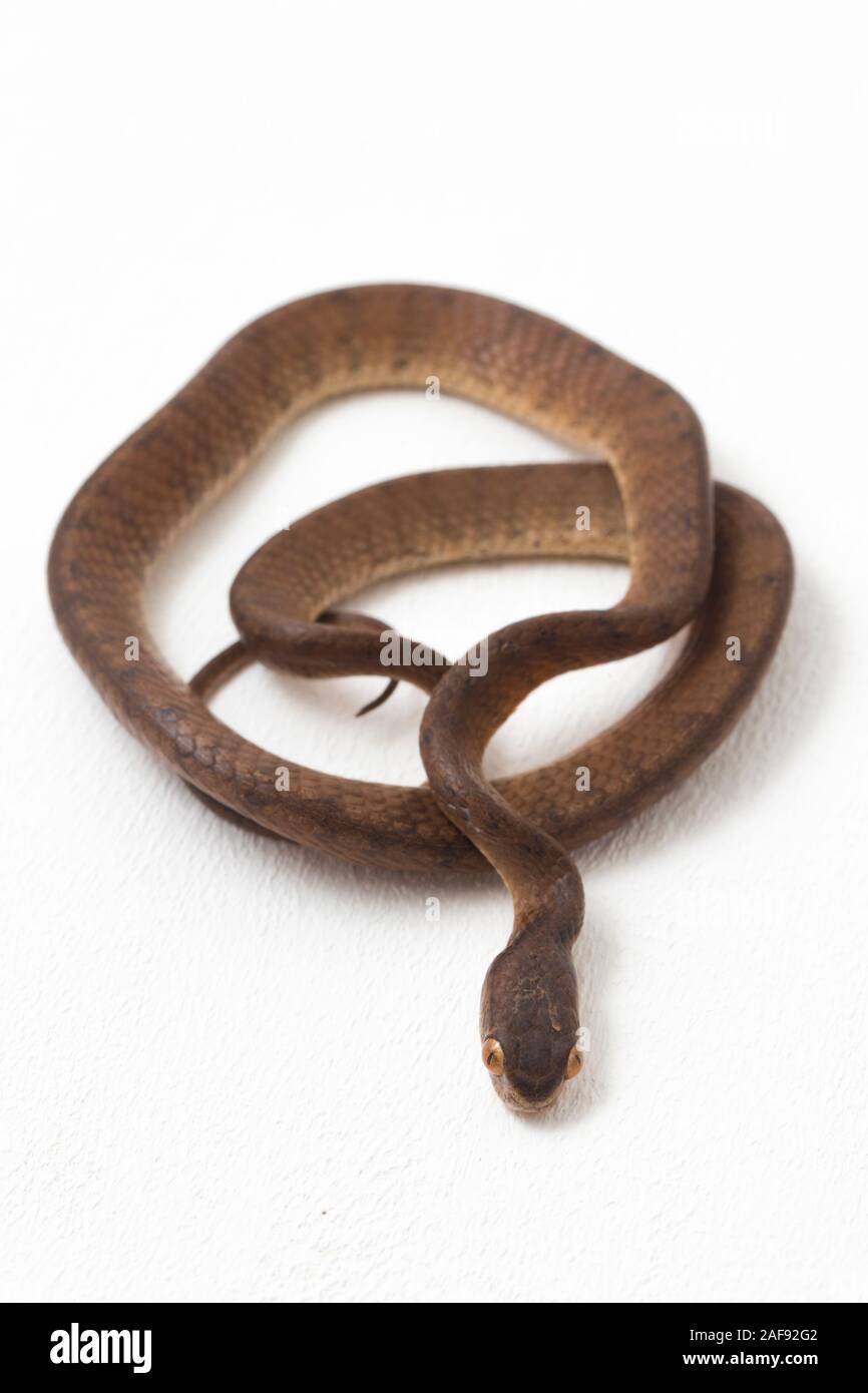 The keeled slug-eating snake, Pareas carinatus, is a species of snake ...