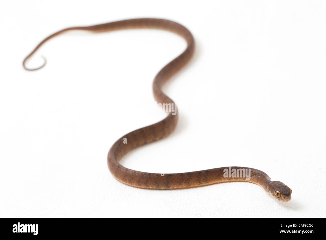 The keeled slug-eating snake, Pareas carinatus, is a species of snake ...