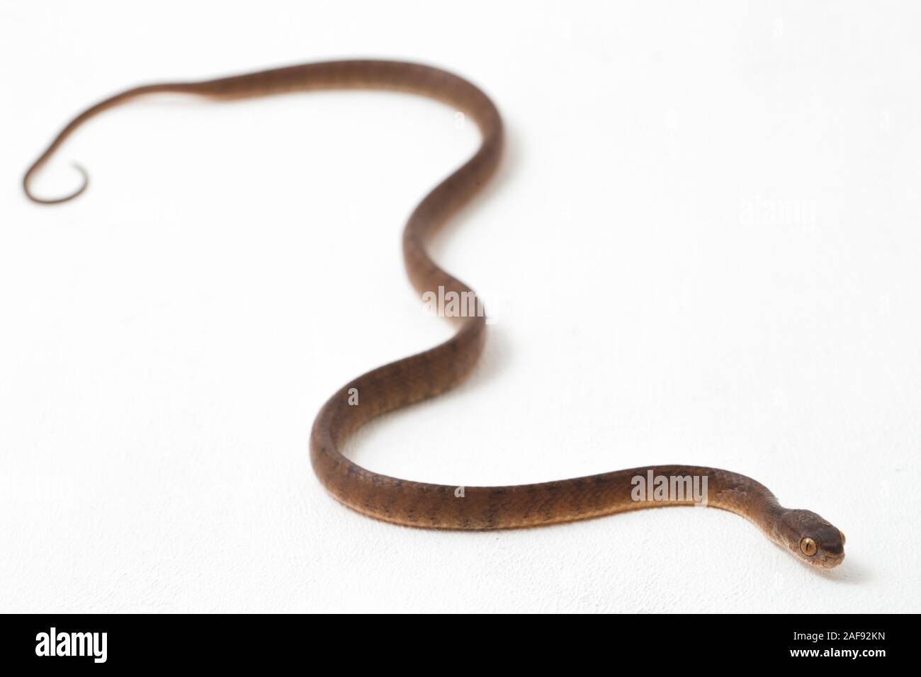 The keeled slug-eating snake, Pareas carinatus, is a species of snake ...