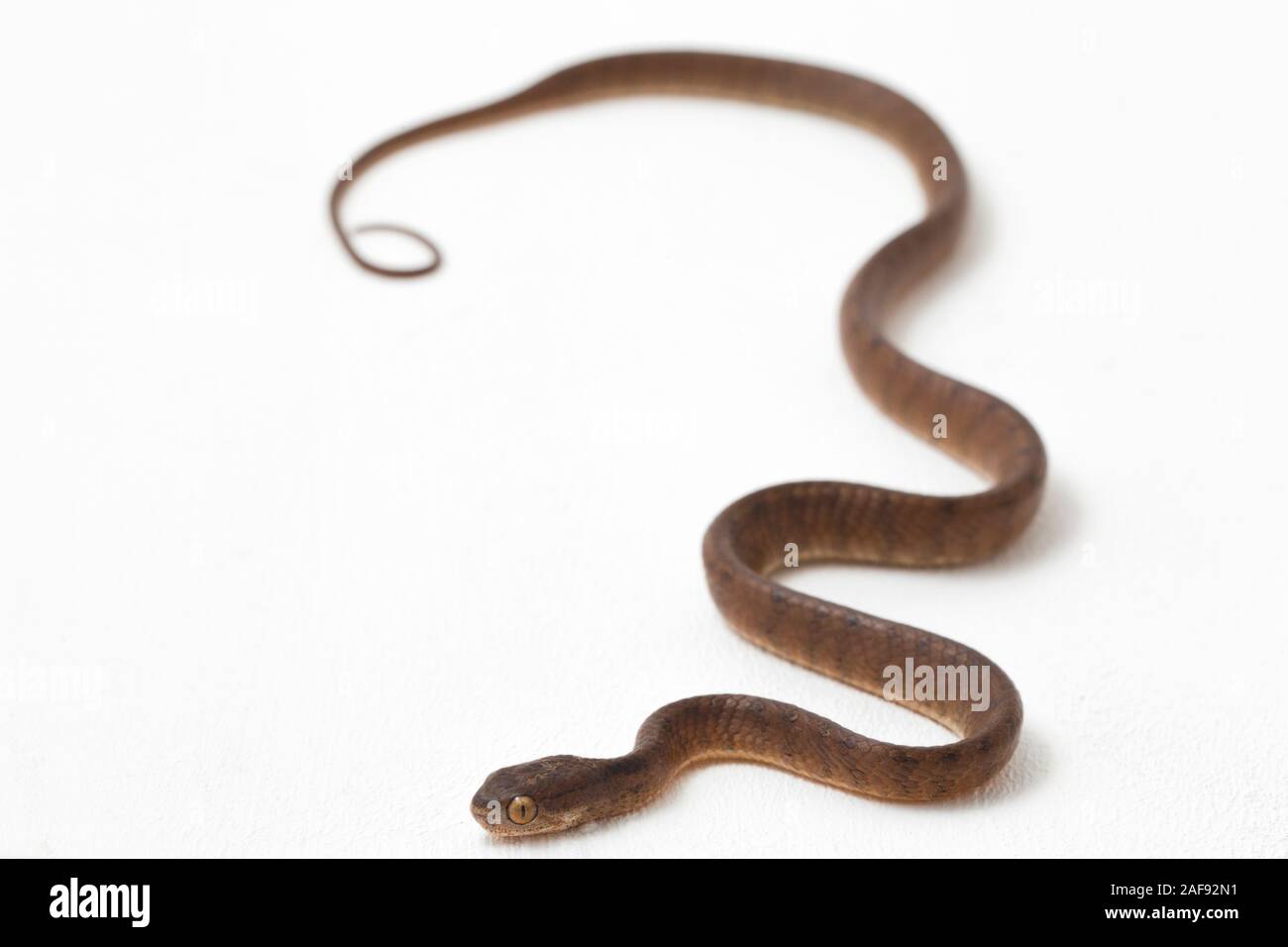 The keeled slug-eating snake, Pareas carinatus, is a species of snake ...