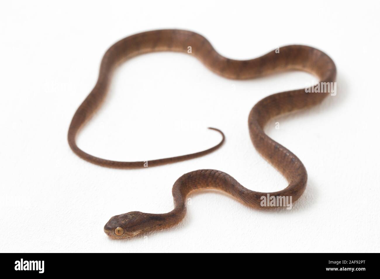 The keeled slug-eating snake, Pareas carinatus, is a species of snake ...