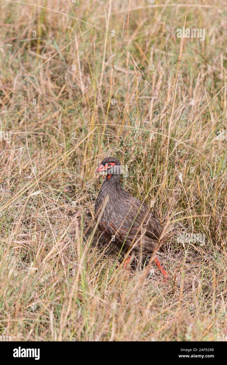 Tanzania. Serengeti. Red-necked Spurfowl (Red-necked Francolin ...
