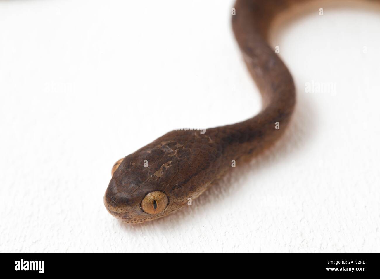 The keeled slug-eating snake, Pareas carinatus, is a species of snake ...