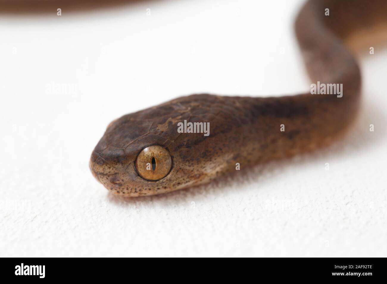Slug eater snake hi-res stock photography and images - Alamy