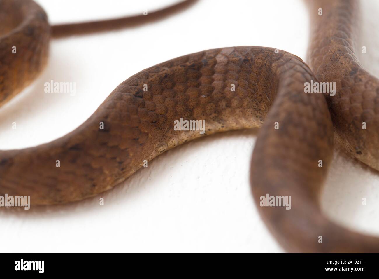 Slug eater snake hi-res stock photography and images - Alamy