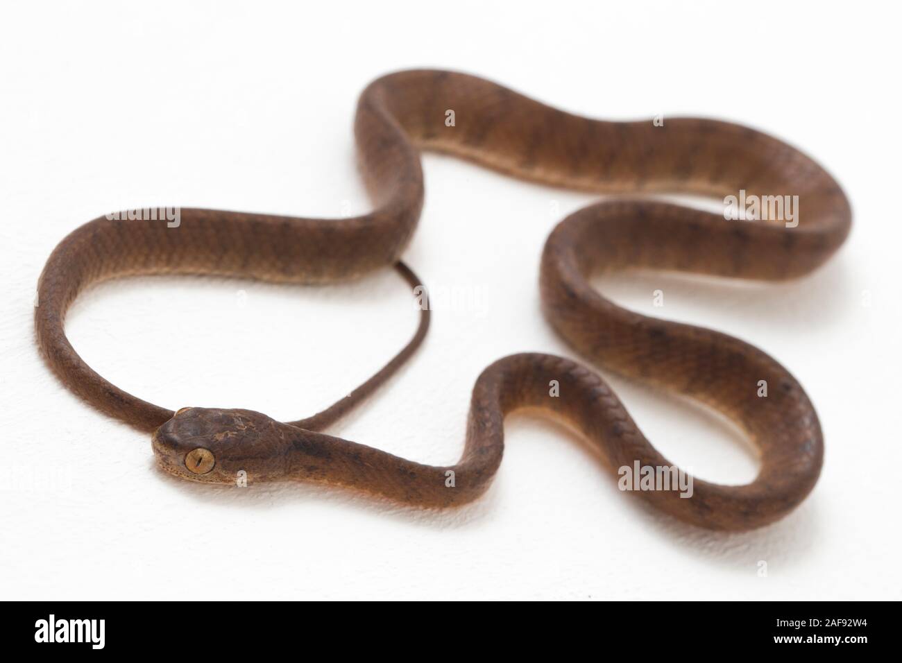 The keeled slug-eating snake, Pareas carinatus, is a species of snake ...