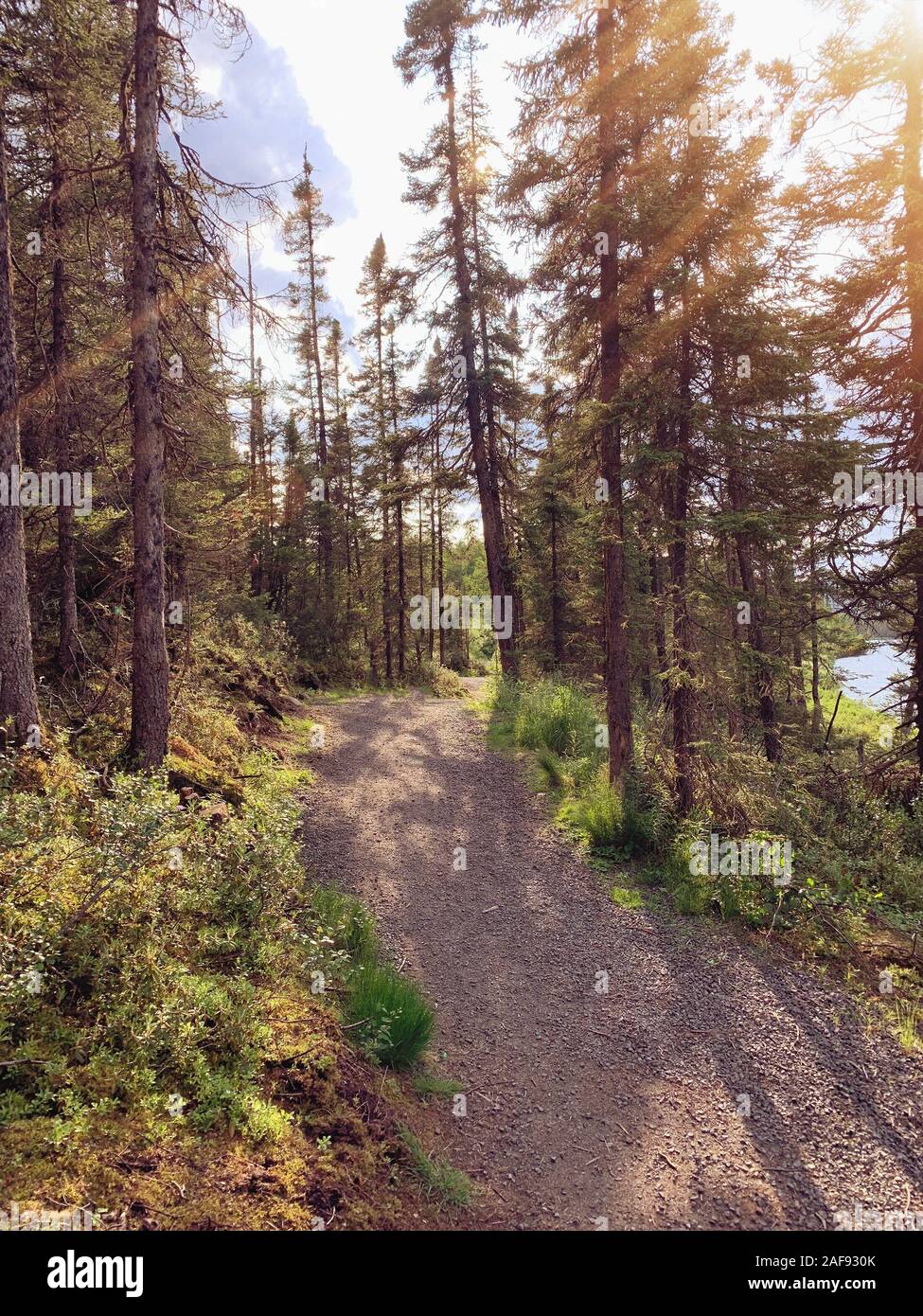 Nice fall walking trail in Labrador, Canada with lighting effects and ...