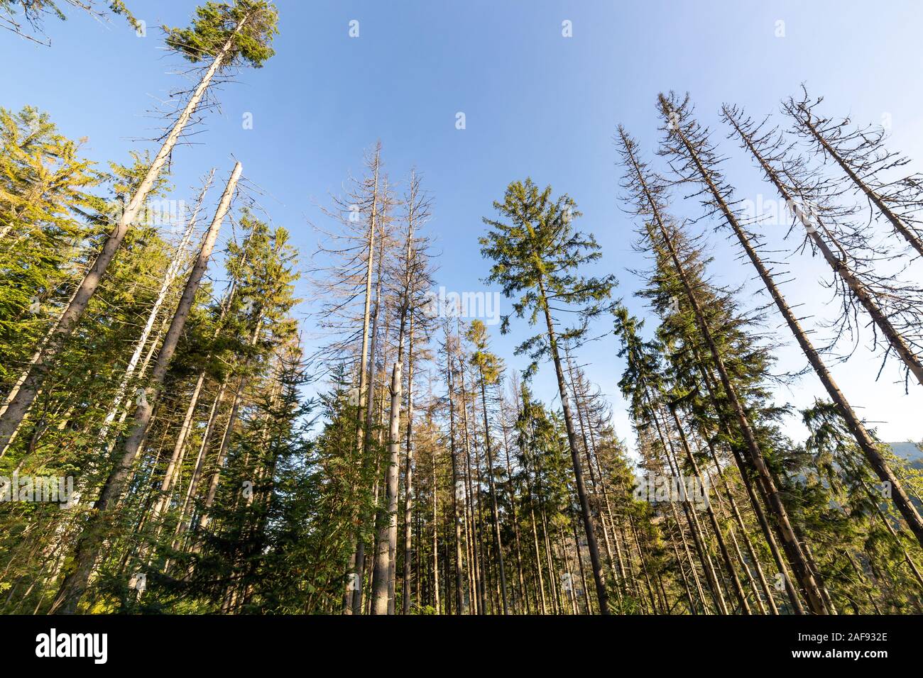 Dead trees in the forest, wide angle photo Stock Photo - Alamy