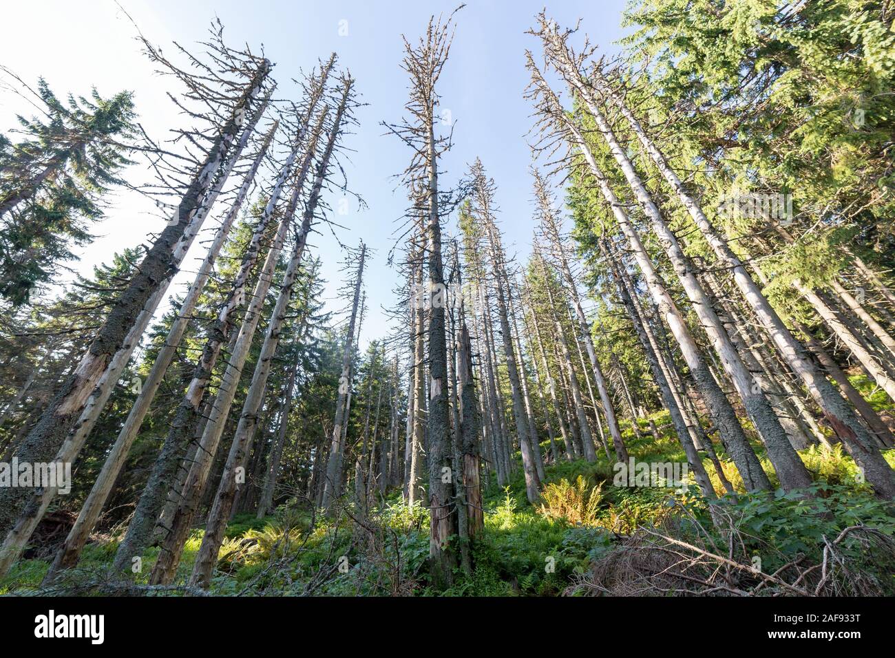 Dead trees in the forest, wide angle photo Stock Photo - Alamy