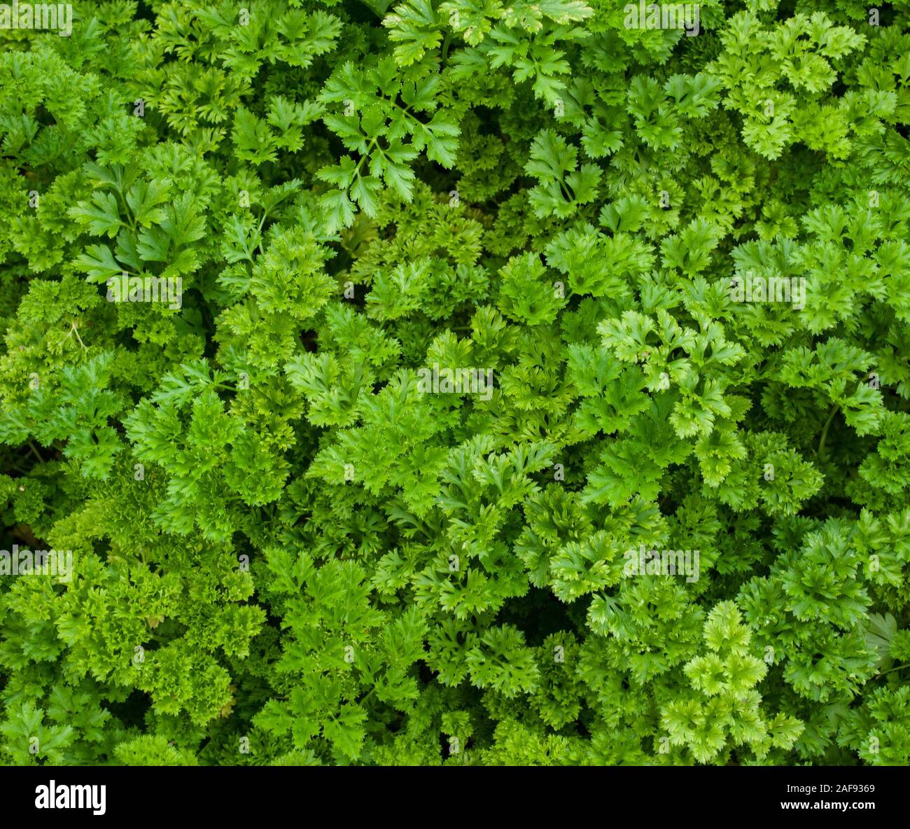green curly parsley growing in the garden, background texture photo ...