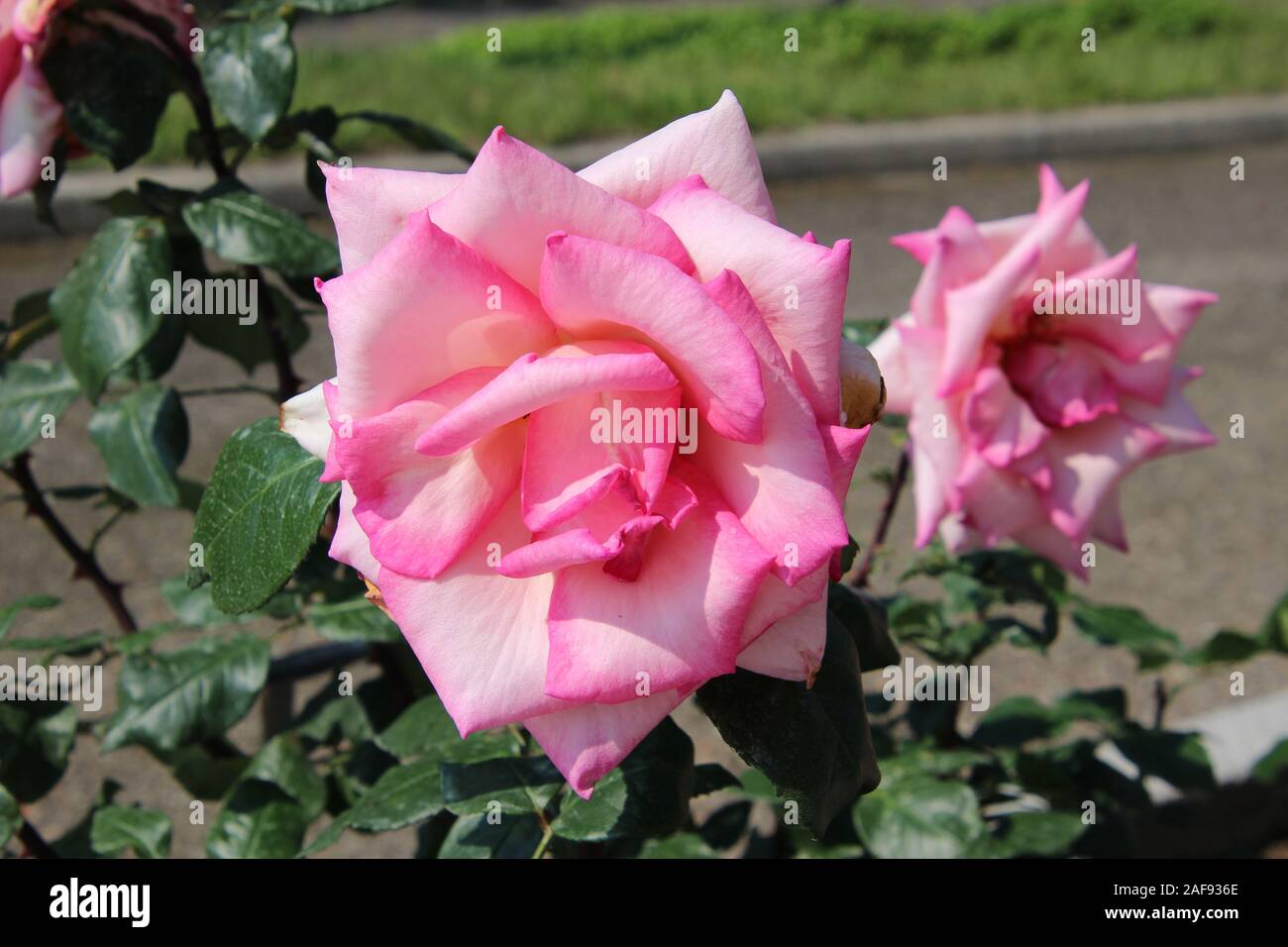 Rose flower in summer in Hokkaido, Japan Stock Photo - Alamy