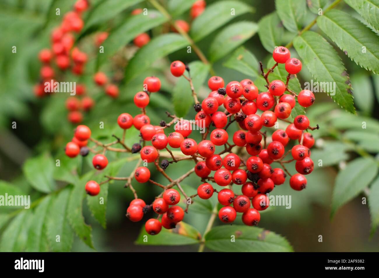 Sorbus commixta. Japanese rowan displaying distinctive red berries n ...
