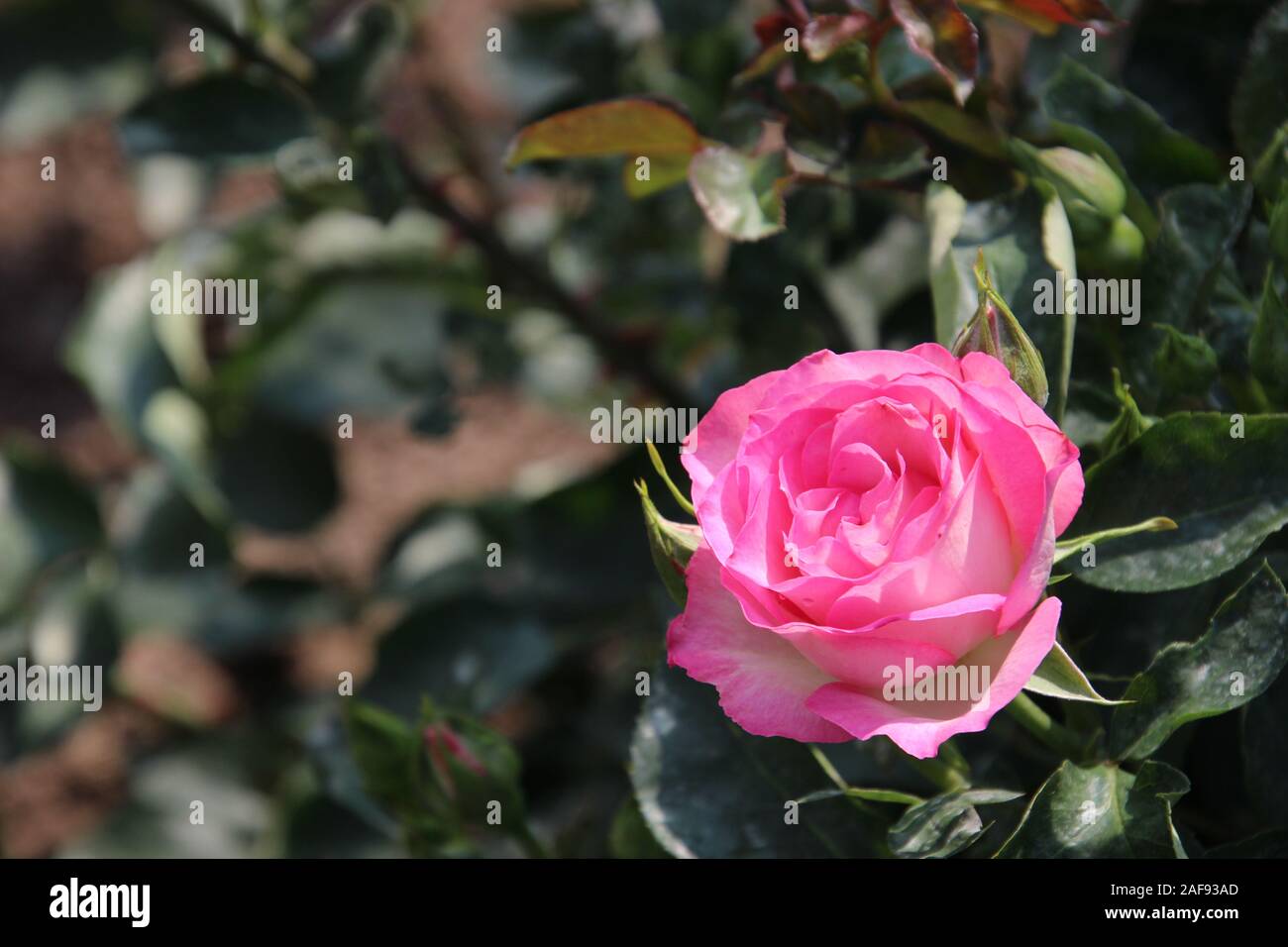 Rose flower in summer in Hokkaido, Japan Stock Photo - Alamy