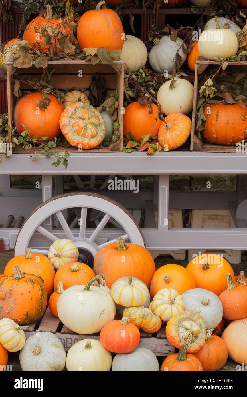 Cucurbita pepo pumpkin hi-res stock photography and images - Alamy