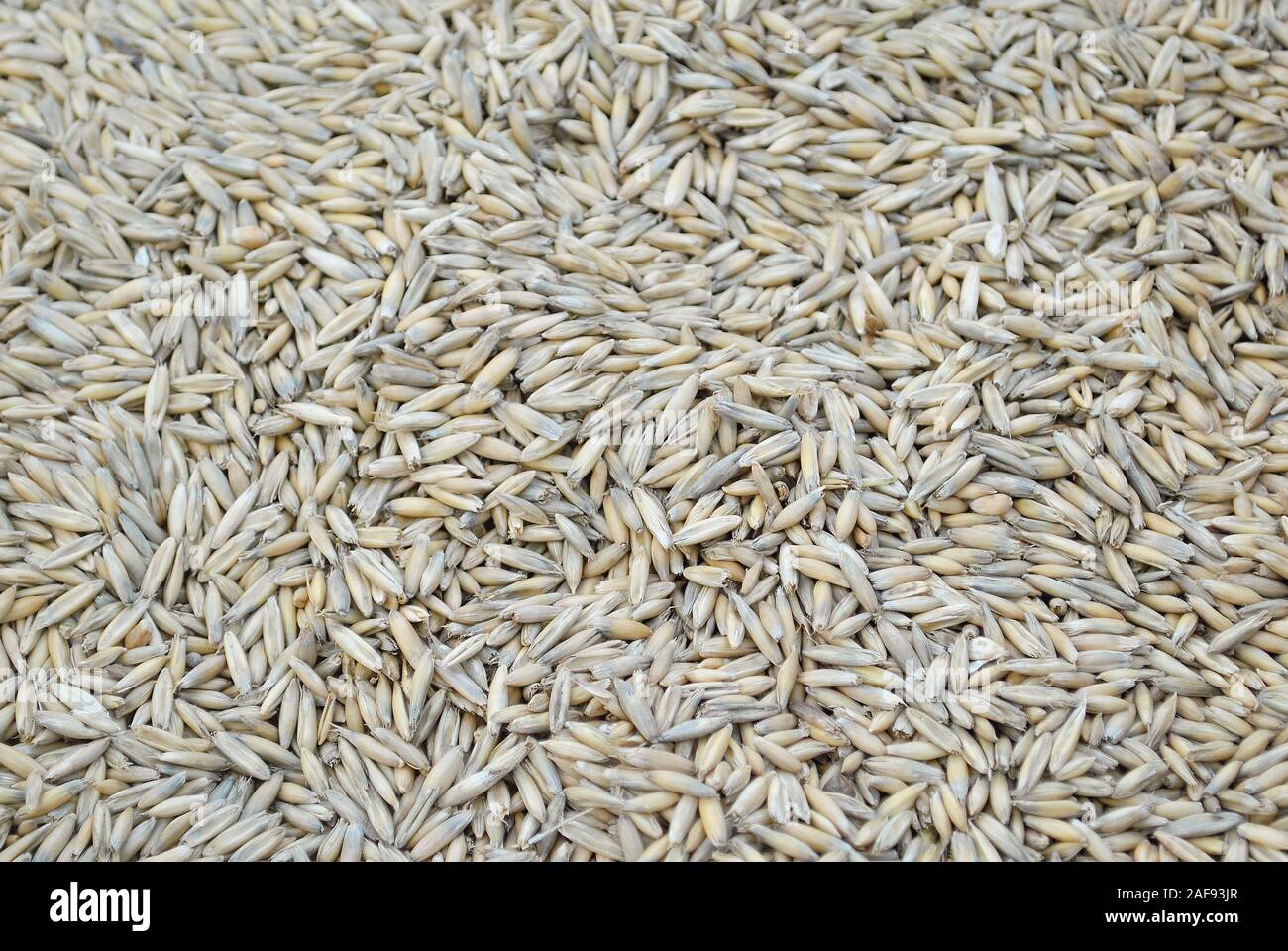 natural unpeeled oat grains background, closeup Stock Photo - Alamy