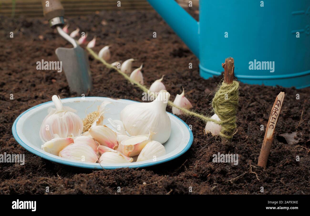 Allium sativum 'Lautrec Wight'. Planting garlic cloves in a raised bed ...