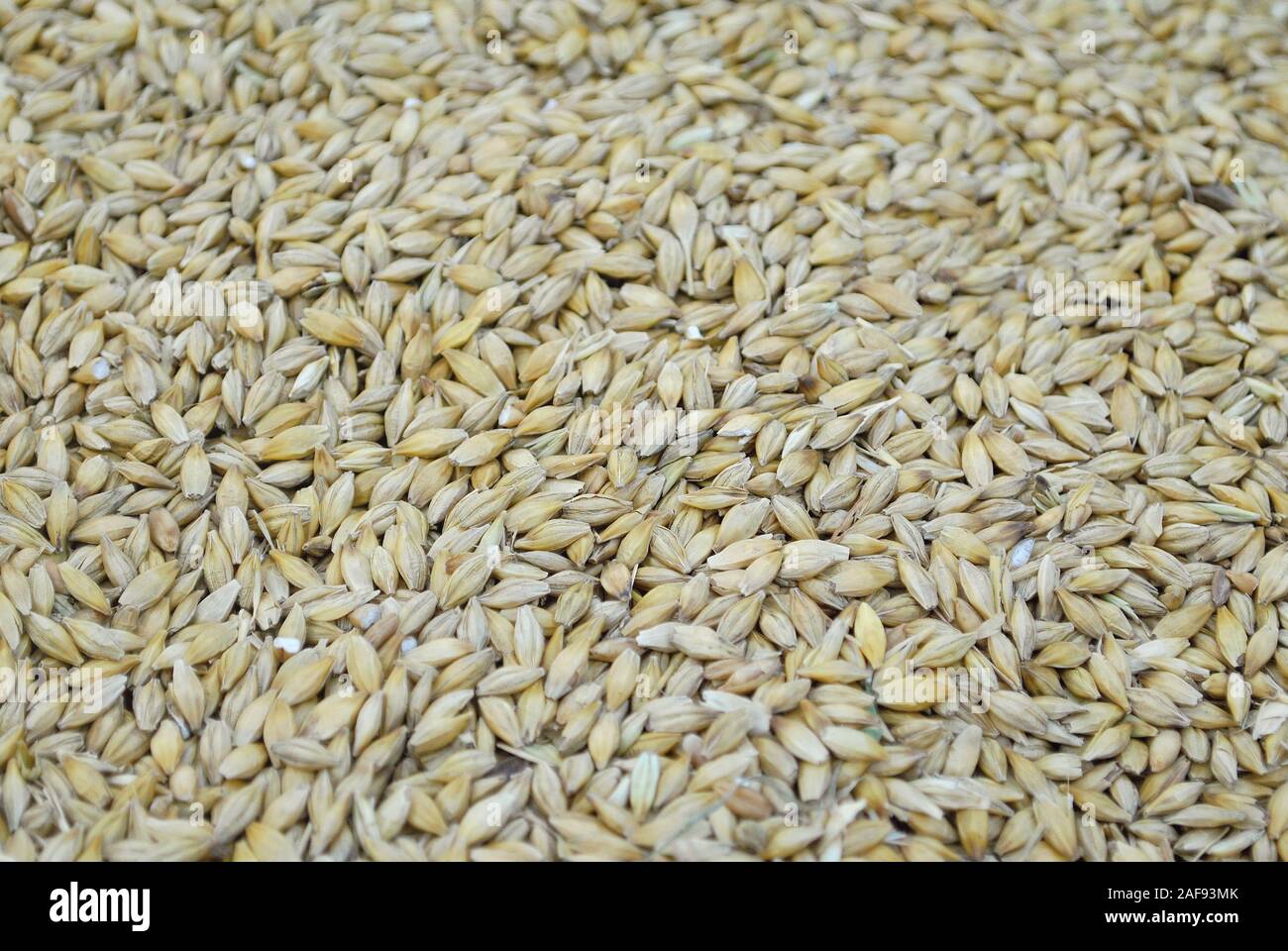 natural unpeeled barley grains background, closeup photo Stock Photo ...