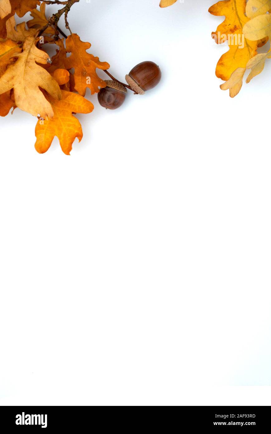 autumn white background ornate with yellow leaves of the oak Stock ...