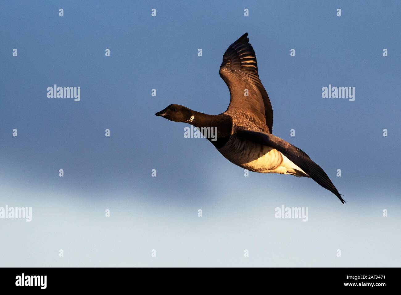 Agains the light hi-res stock photography and images - Alamy